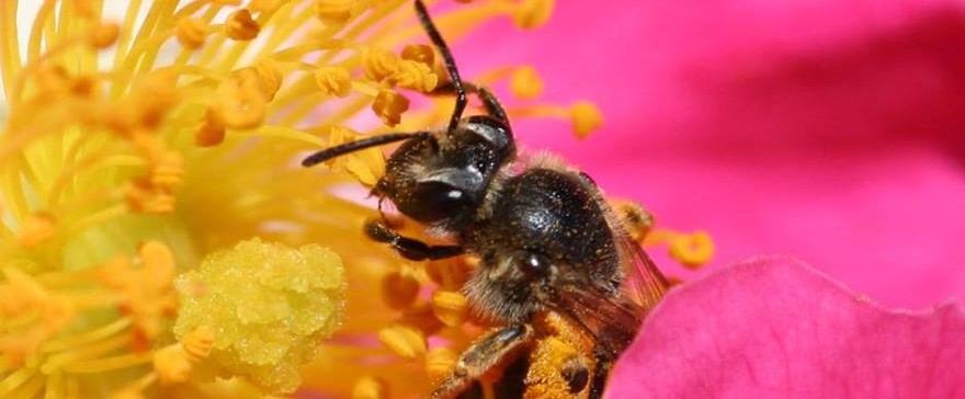 Bee-aware-event-2 | Sustainable South Jersey